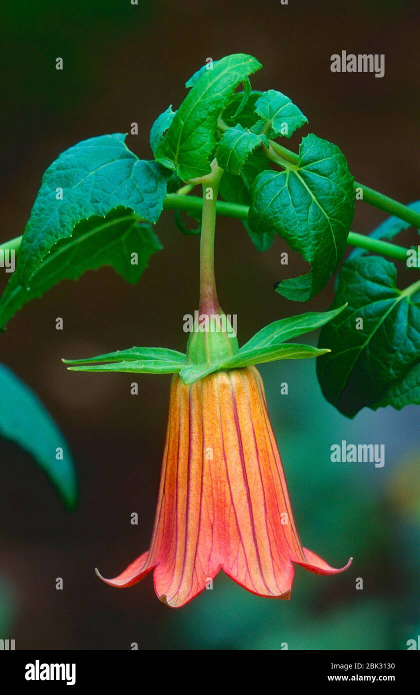 B canariensis hi-res stock photography and images - Alamy