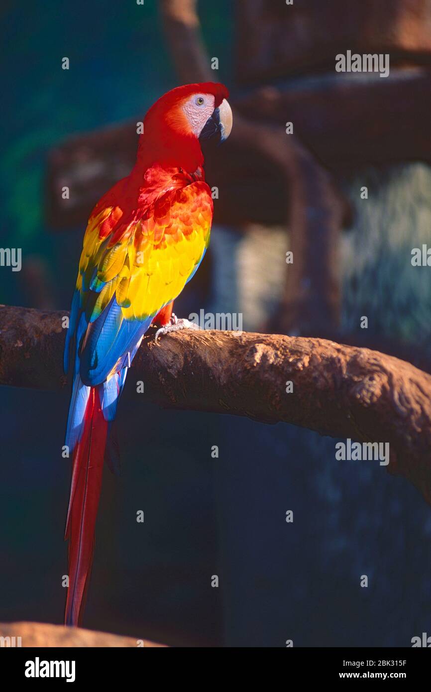 Captive Scarlet Macaw Ara Macao High Resolution Stock Photography and ...