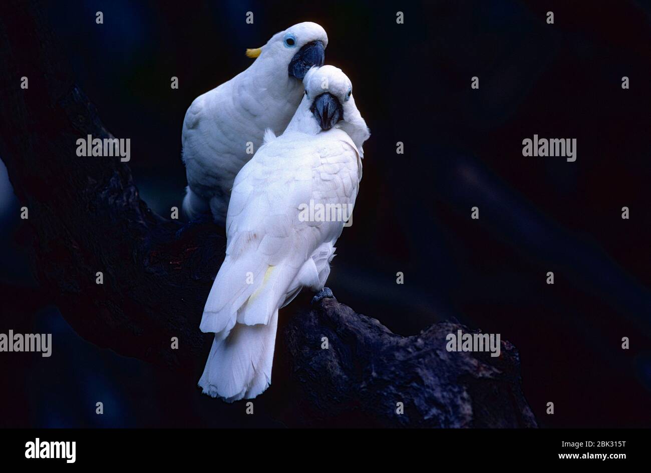 Galerita hi-res stock photography and images - Alamy