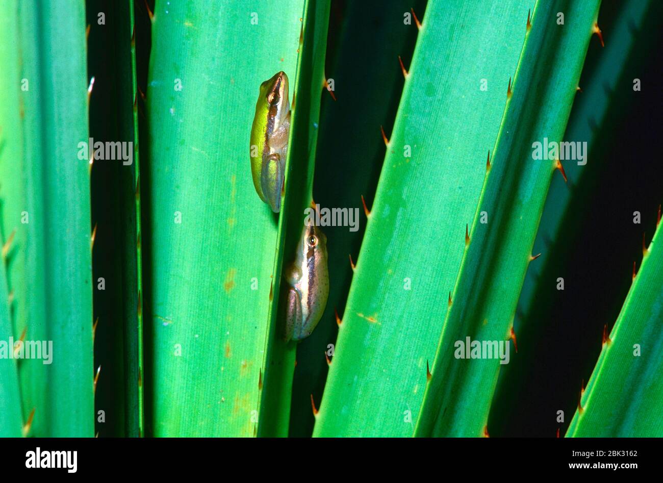 Litoria bicolor hi-res stock photography and images - Alamy