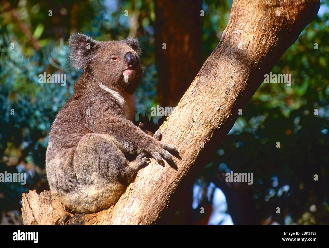 Queensland zoo hi-res stock photography and images - Alamy