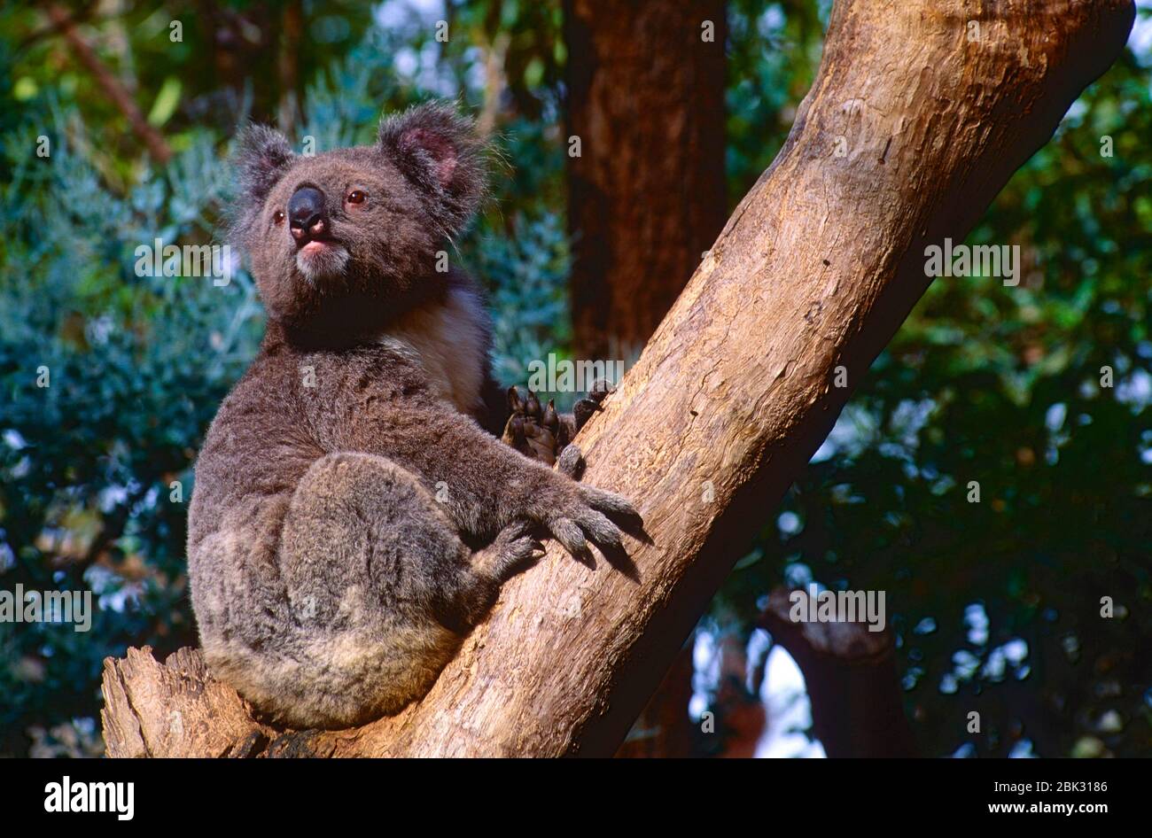 Queensland zoo hi-res stock photography and images - Alamy