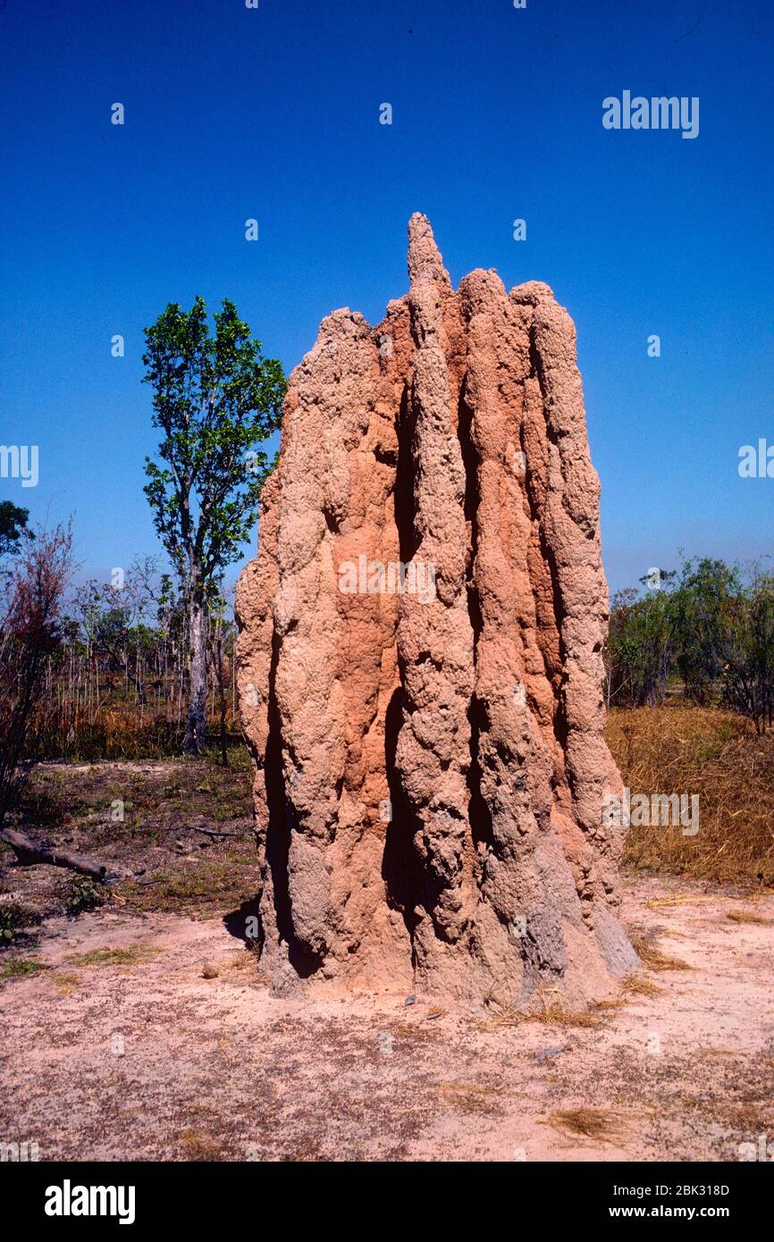 Insect kakadu hi-res stock photography and images - Alamy