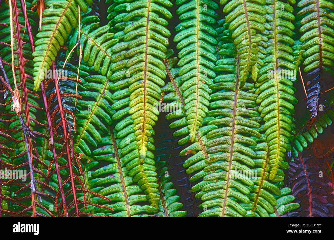 Deer fern, Blechnum spicant, Blechnaceae, fern, plant, cluster, Norway ...