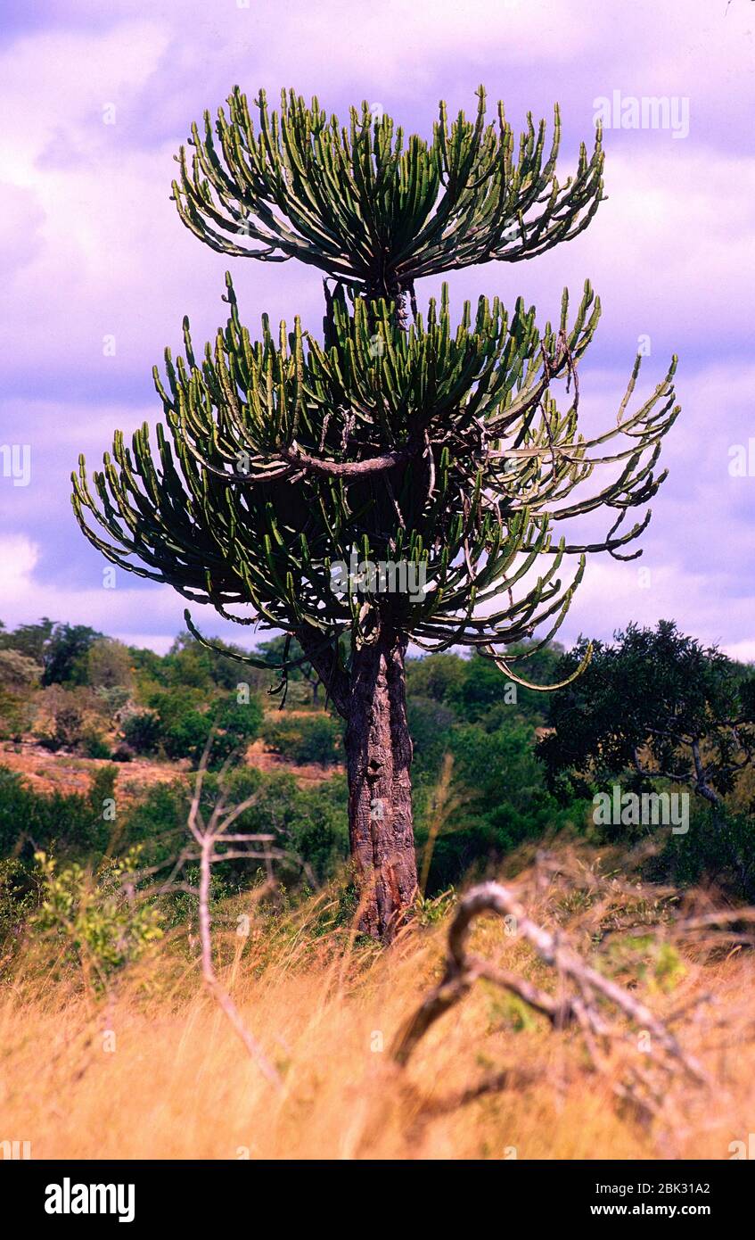 The candelabra tree hi-res stock photography and images - Alamy