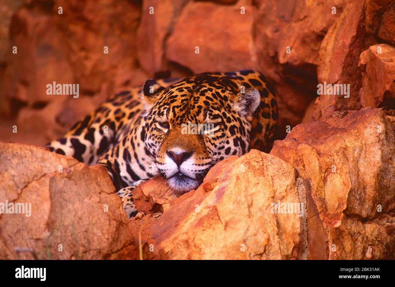 Johannesburg zoo hi-res stock photography and images - Alamy
