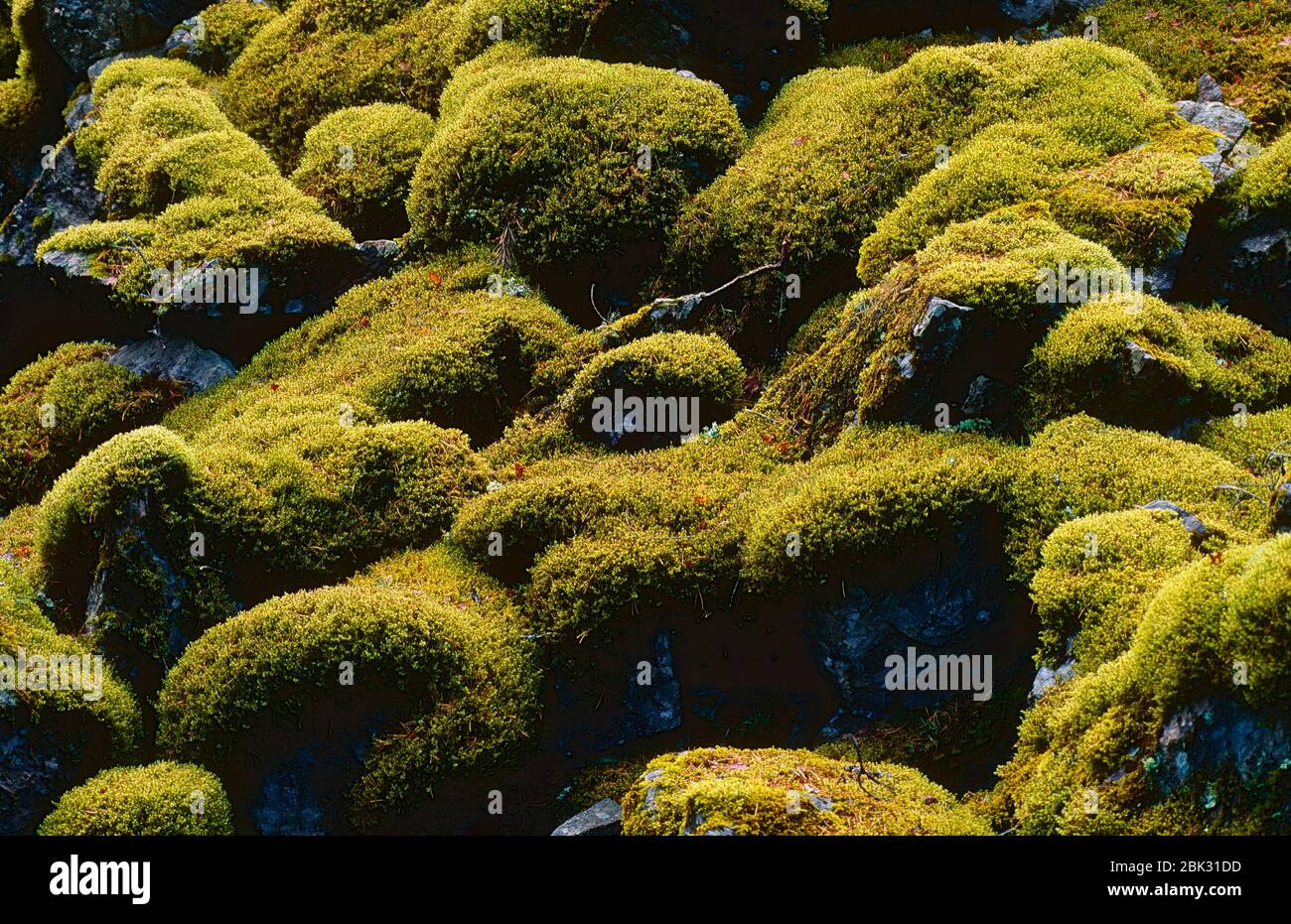 Moss norway hi-res stock photography and images - Alamy