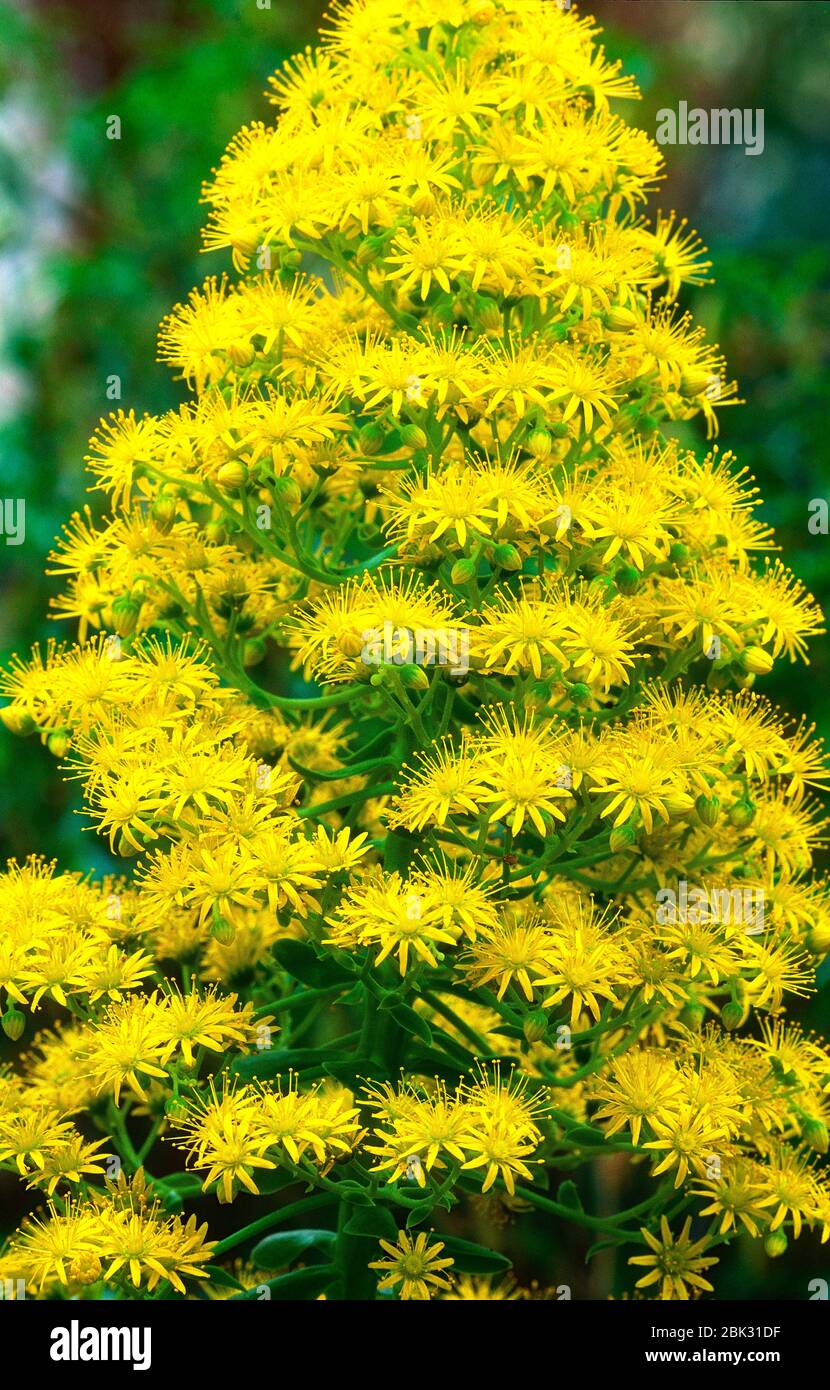 Tree aeonium aeonium arboreum hi-res stock photography and images - Alamy