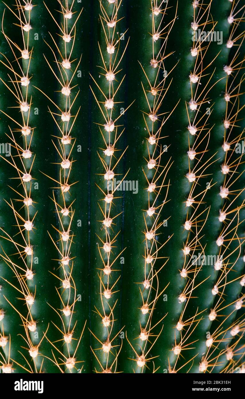 Columnar cactus hi-res stock photography and images - Alamy