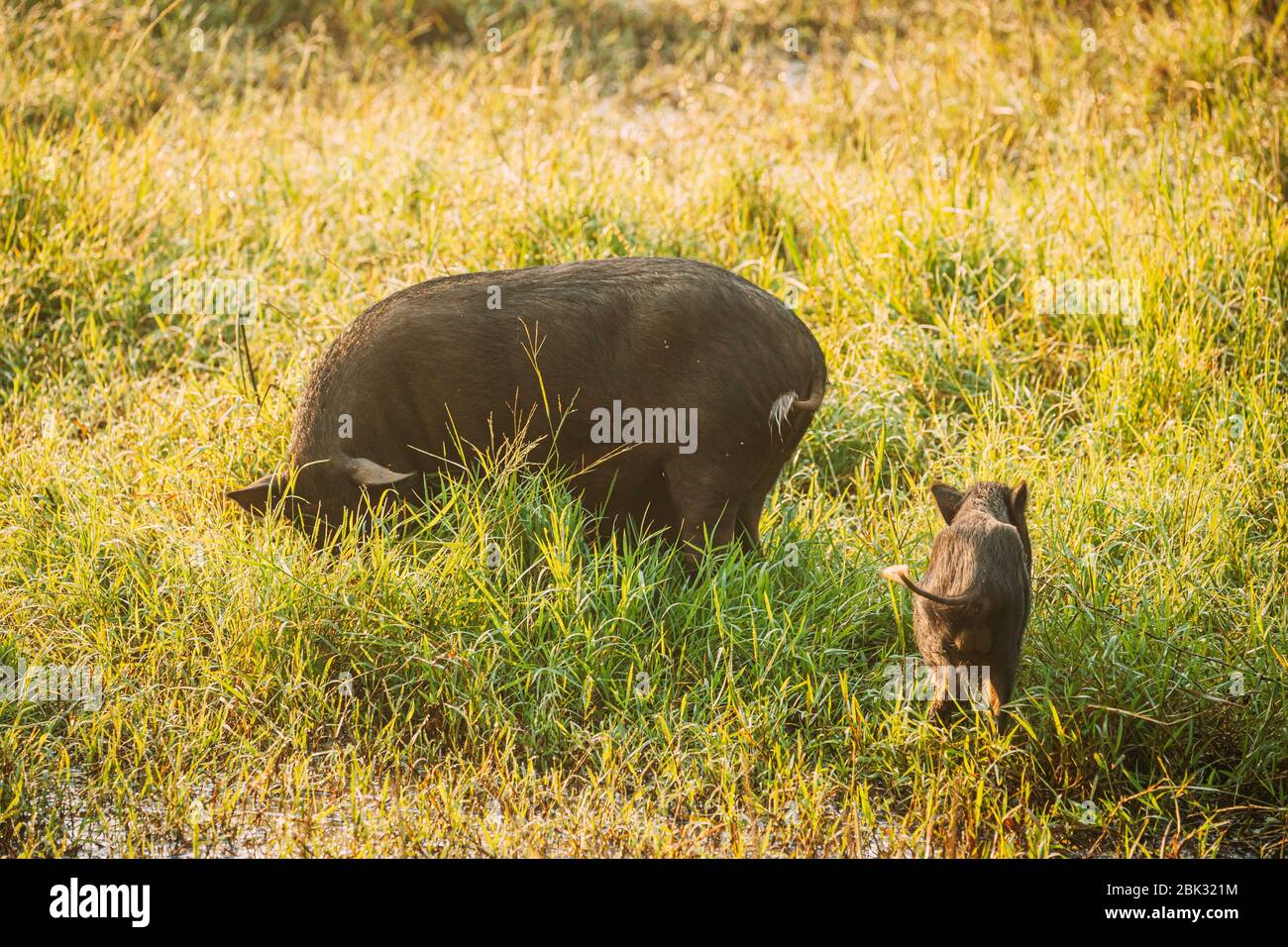 Big mother pig close up hi-res stock photography and images - Alamy