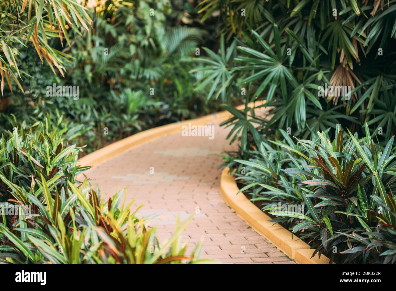 Green Leaves Of Crotons - Codiaeum Variegatum Pictum - Bushes Growing ...