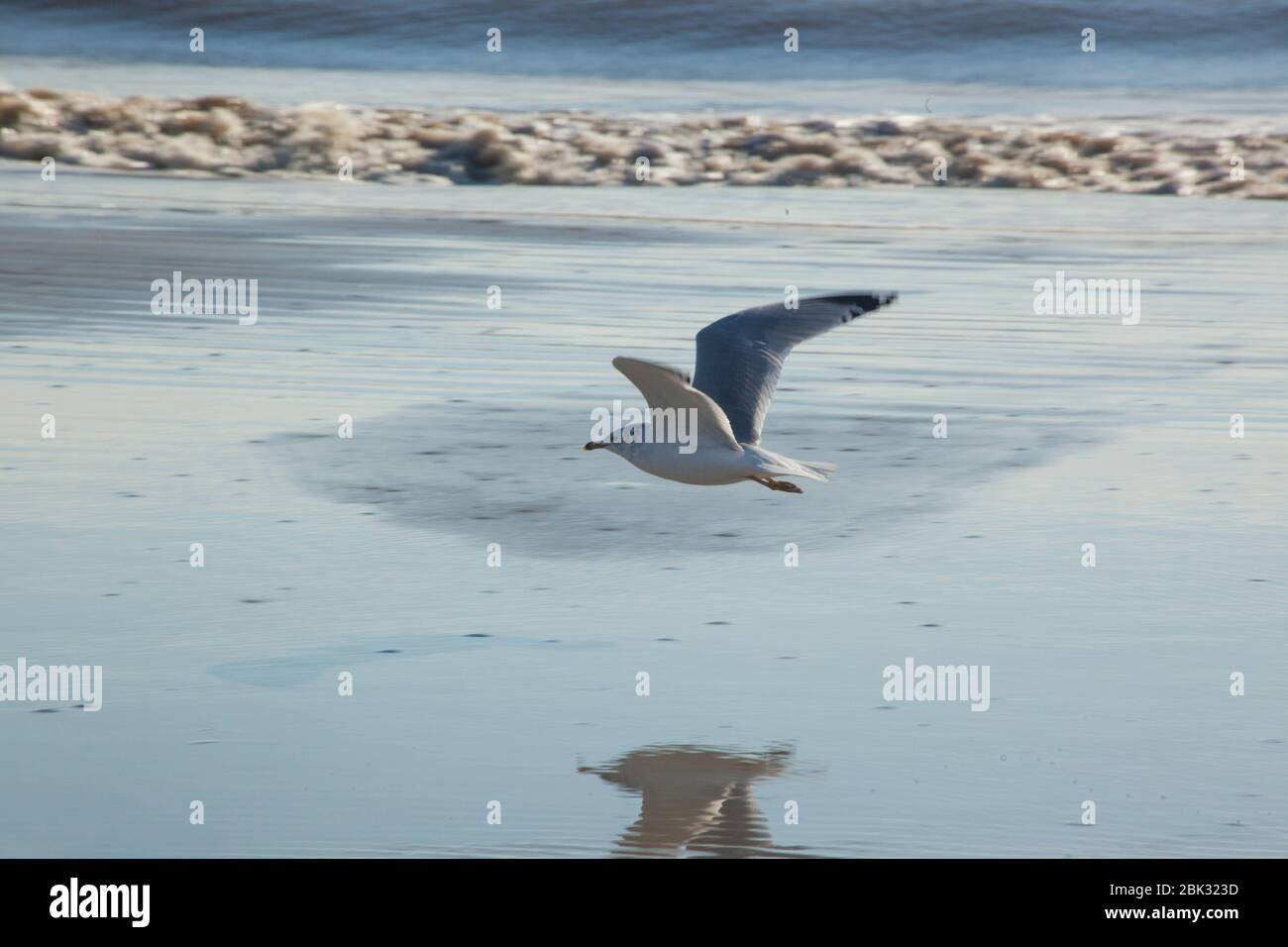 Seagull flying over the beach Stock Photo - Alamy