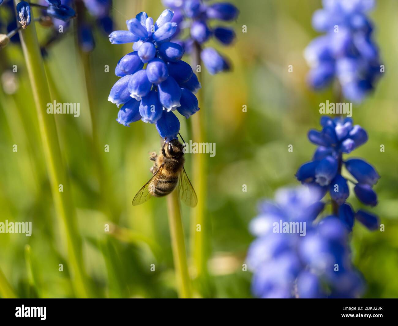 Bee on muscari flower hi-res stock photography and images - Alamy