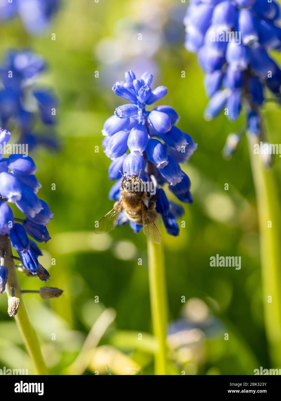 Bee on muscari flower hi-res stock photography and images - Alamy