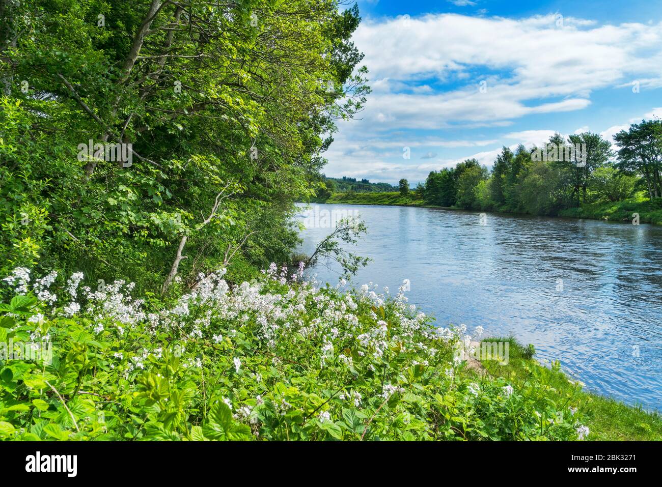 Wild Flowers beside River Dee at Banchory, Royal Deeside, Aberdeenshire ...