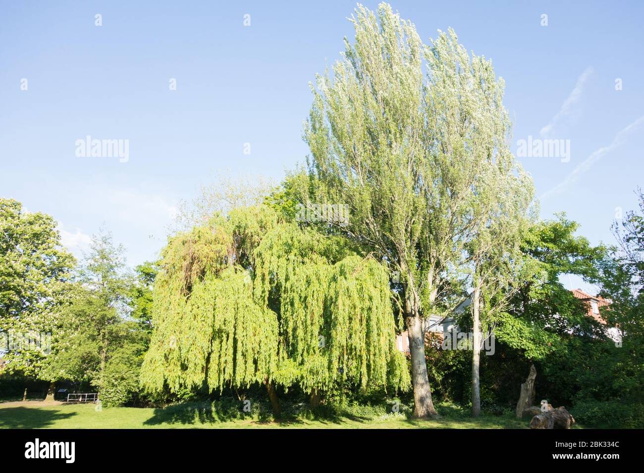 A weeping willow tree (Salix babylonica) next in an English park, UK ...