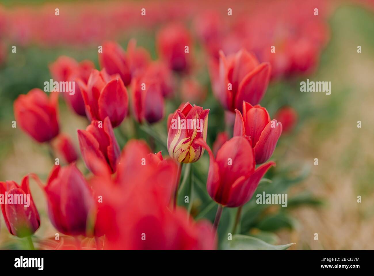 Tulip Virus High Resolution Stock Photography and Images - Alamy