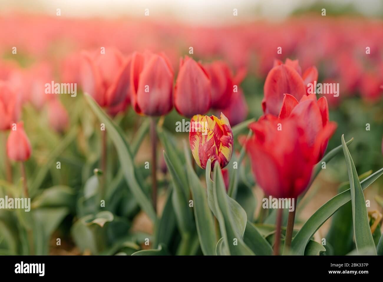 Tulip virus hi-res stock photography and images - Alamy