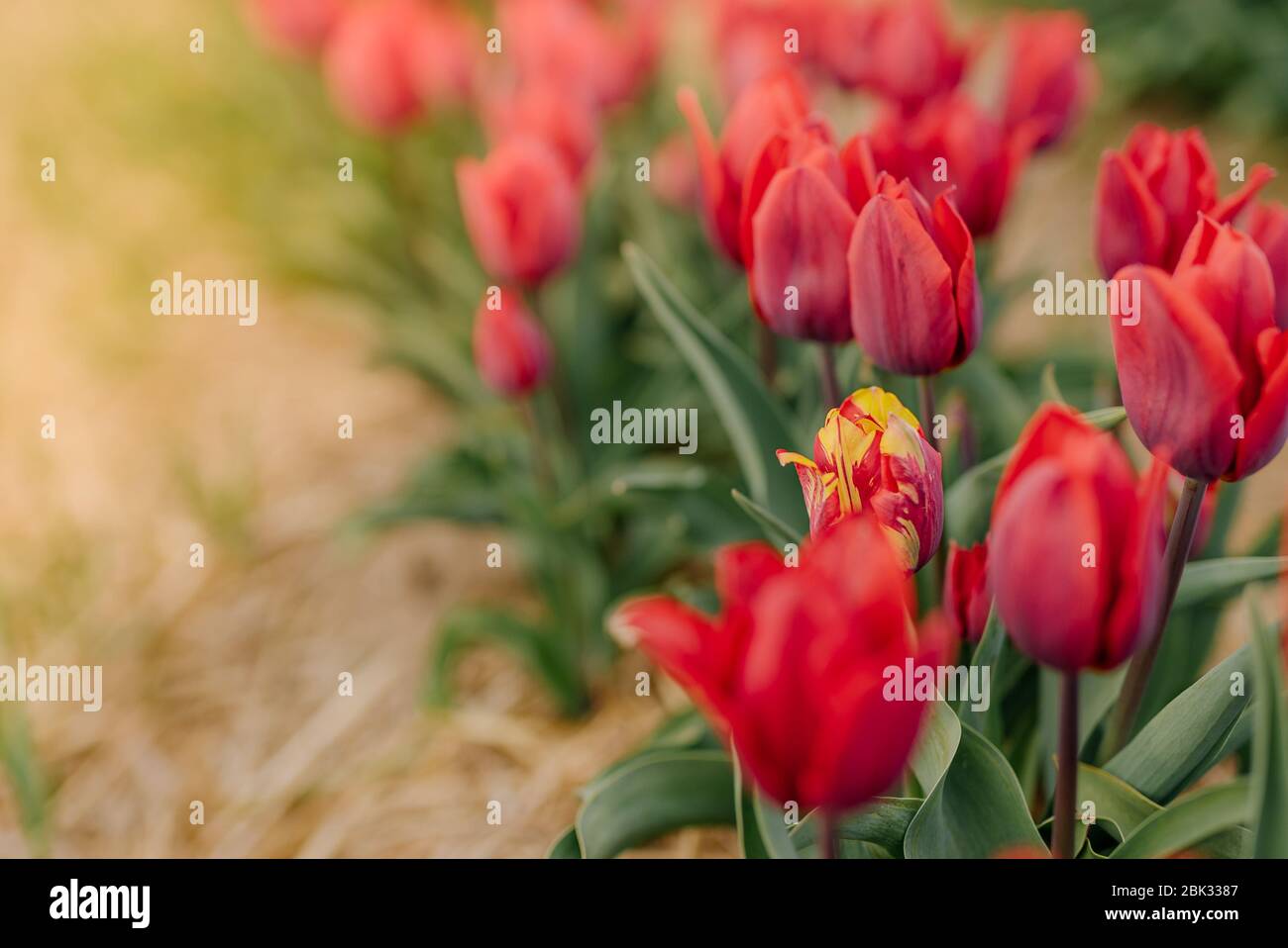 Tulip virus hi-res stock photography and images - Alamy