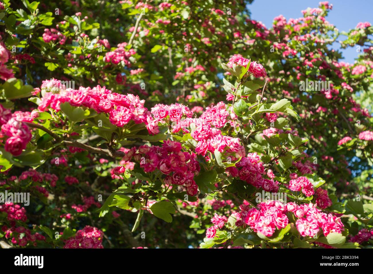 A blossoming pink Hawthorn tree (Paul's Scarlet Stock Photo - Alamy