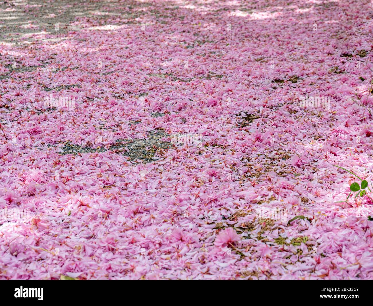 pink carpet of flowers in spring Stock Photo - Alamy