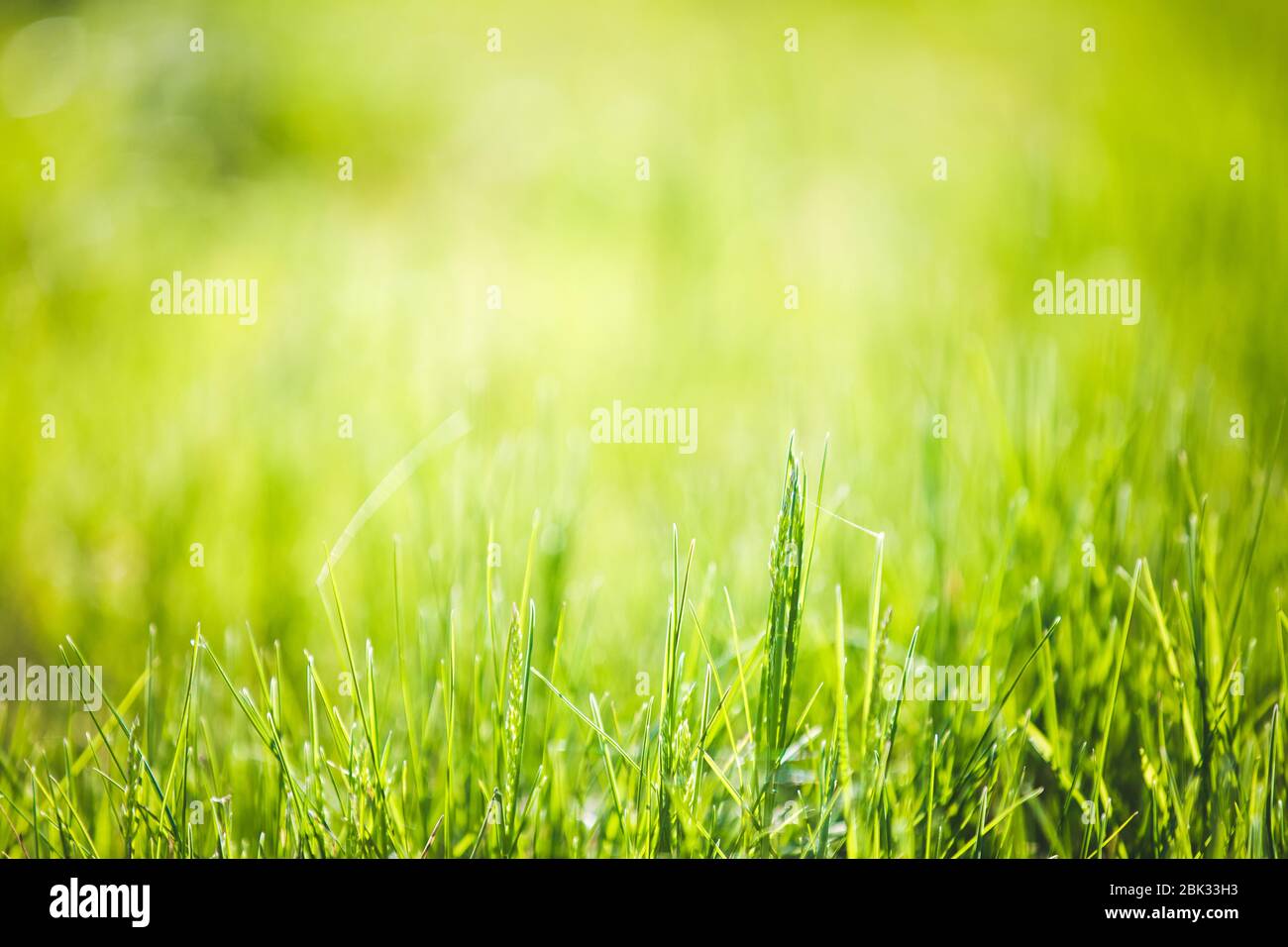 Fresh green grass abstract background Stock Photo - Alamy