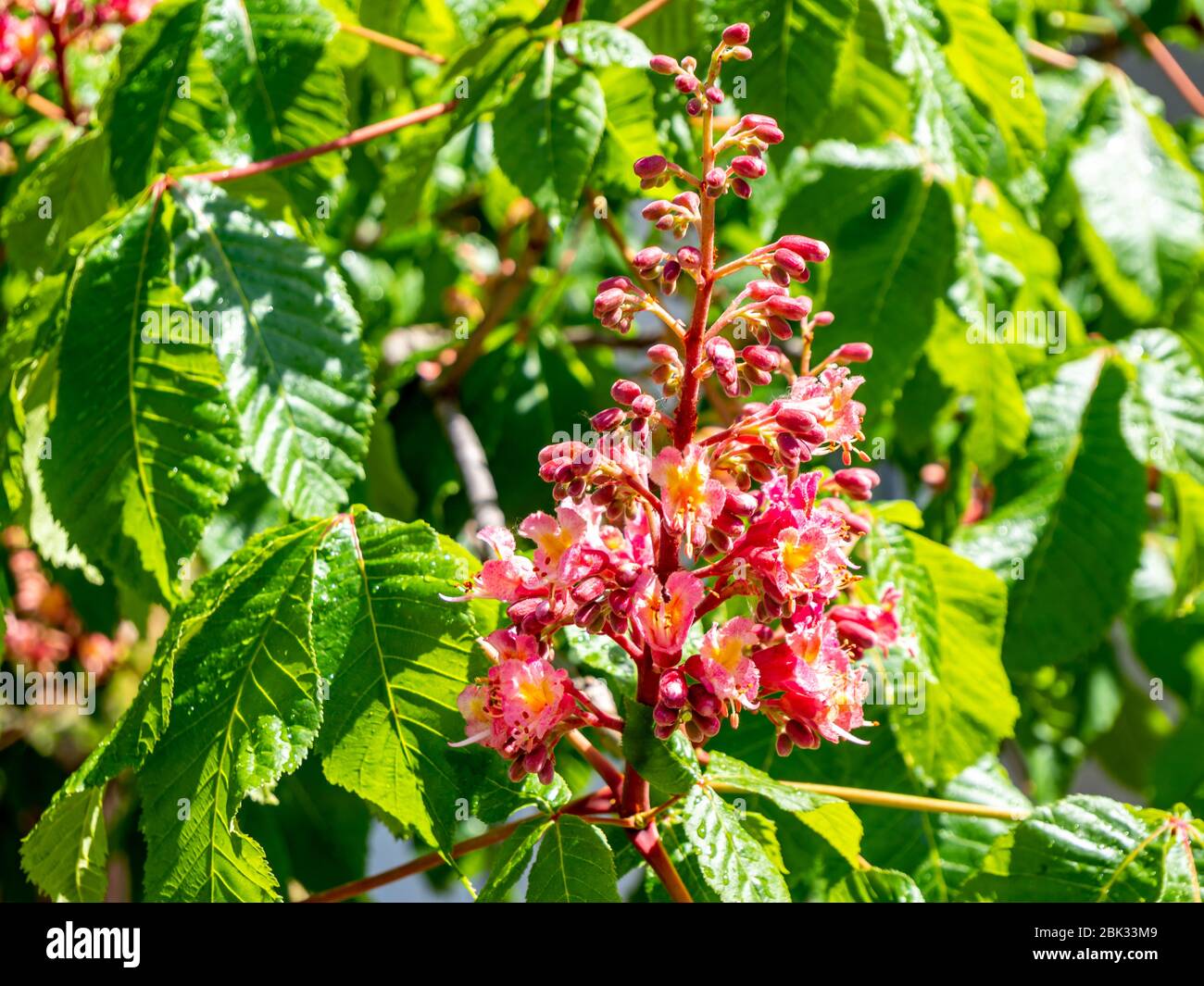 Flesh-red horse chestnut, Aesculus x carnea Stock Photo - Alamy