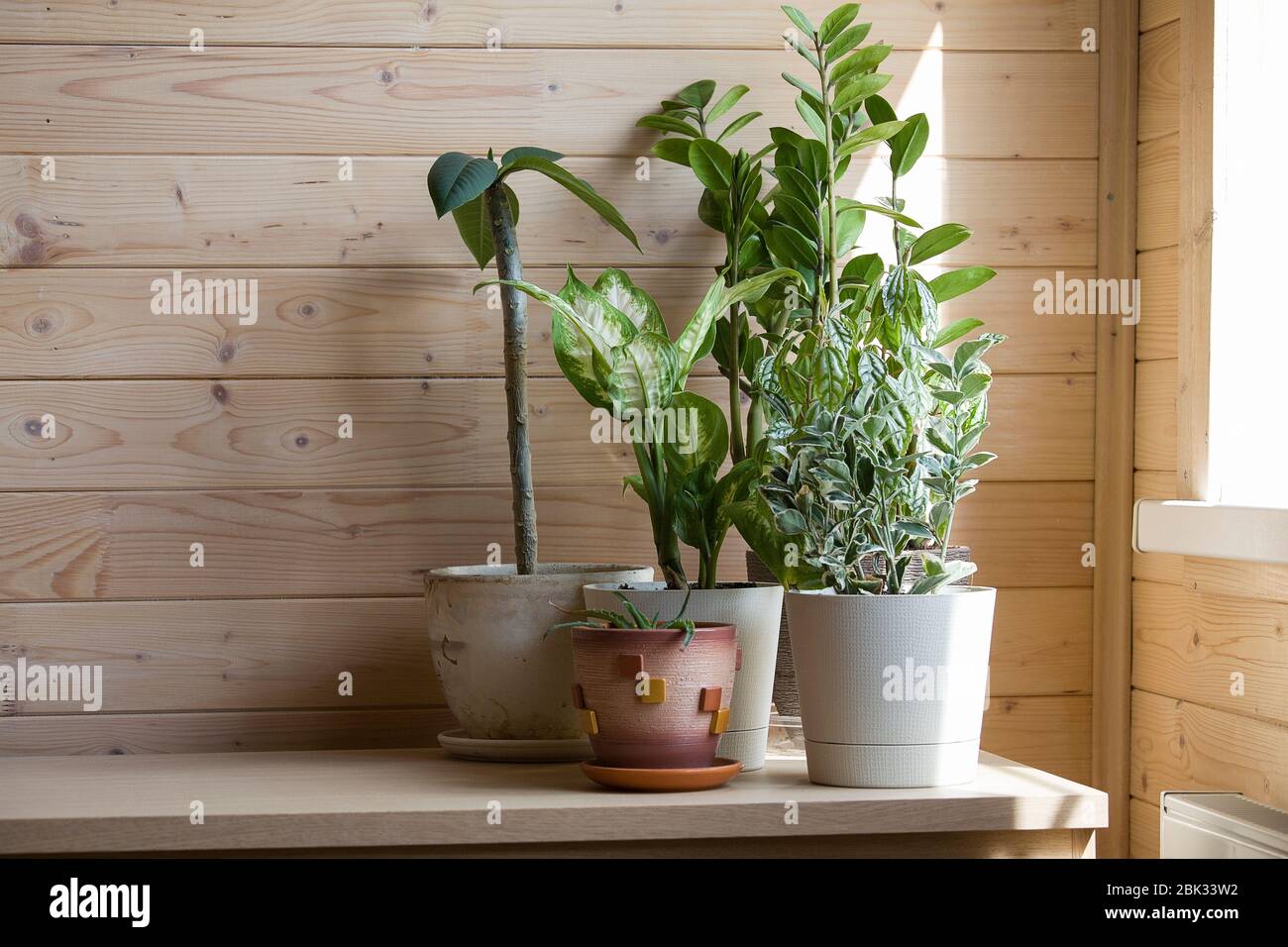 Frangipani pot hi-res stock photography and images - Alamy