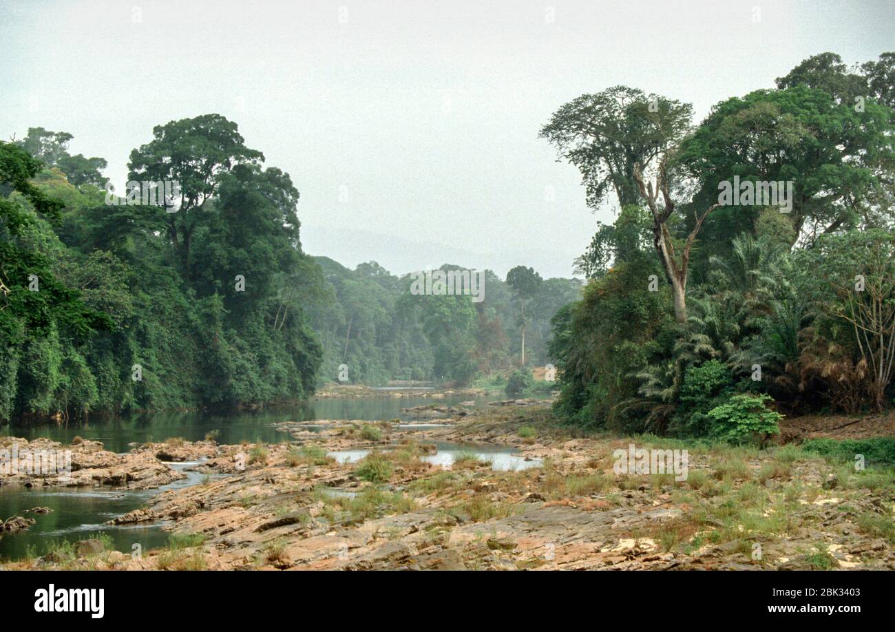 A dried up river in the Korup tropical rain forest, Korup National Park ...