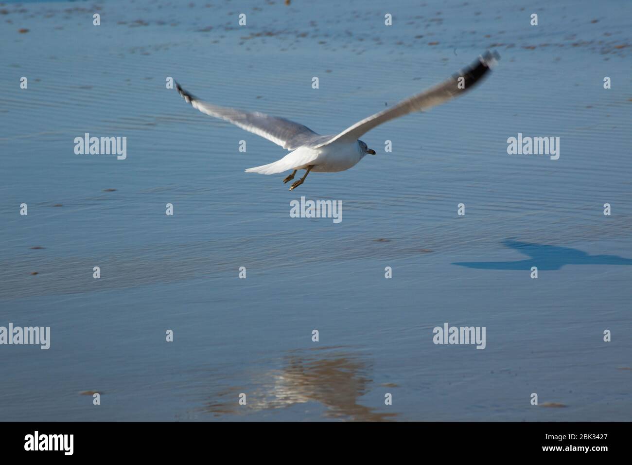 Seagull flying over the beach Stock Photo - Alamy