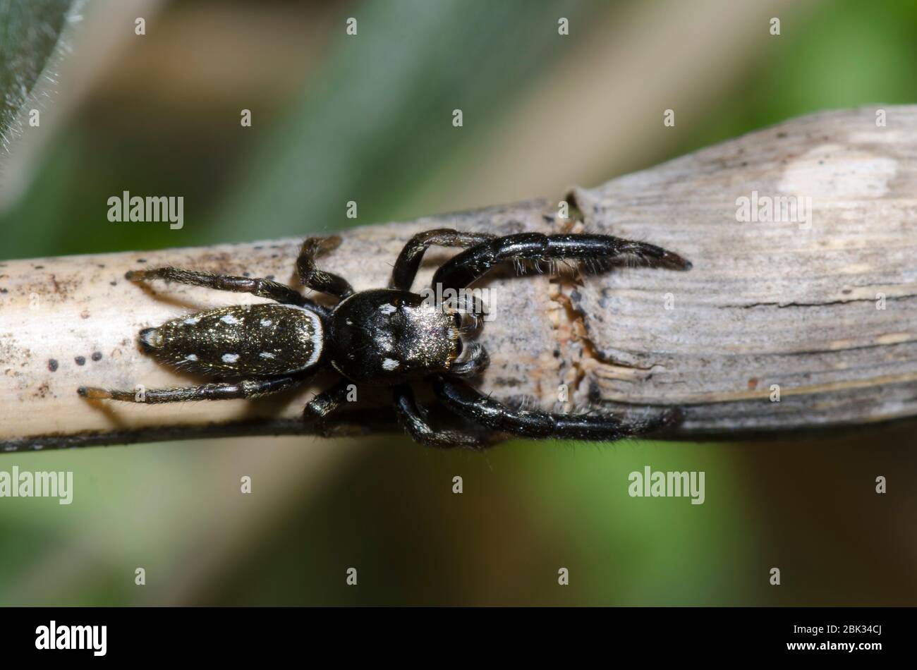 Jumping Spider, Marpissa formosa, male Stock Photo - Alamy