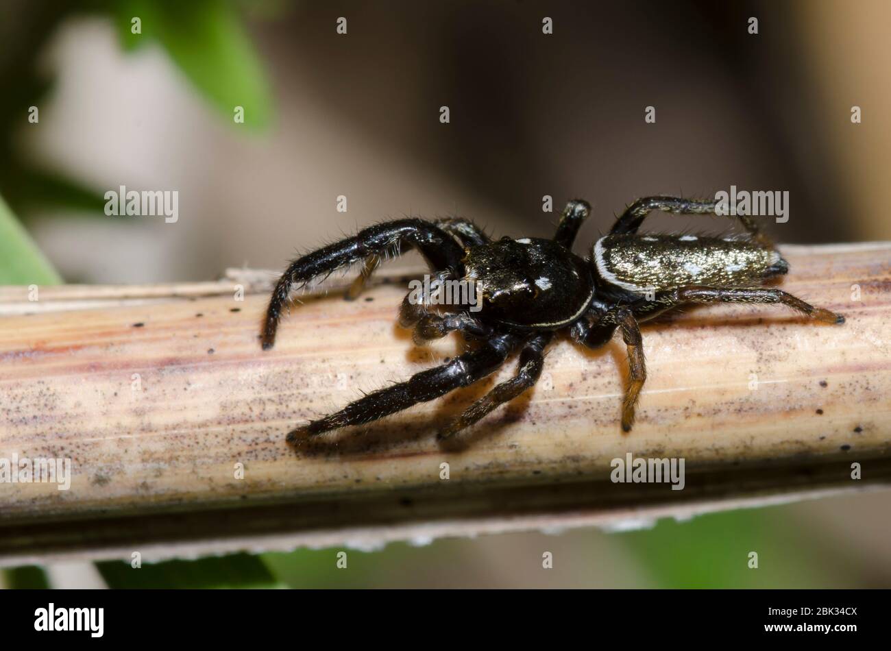 Jumping Spider, Marpissa formosa, male Stock Photo - Alamy