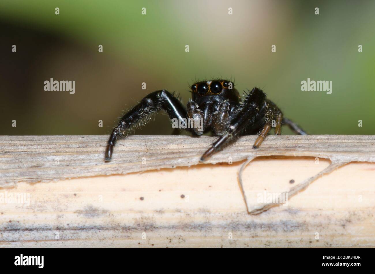 Jumping Spider, Marpissa formosa, male Stock Photo - Alamy