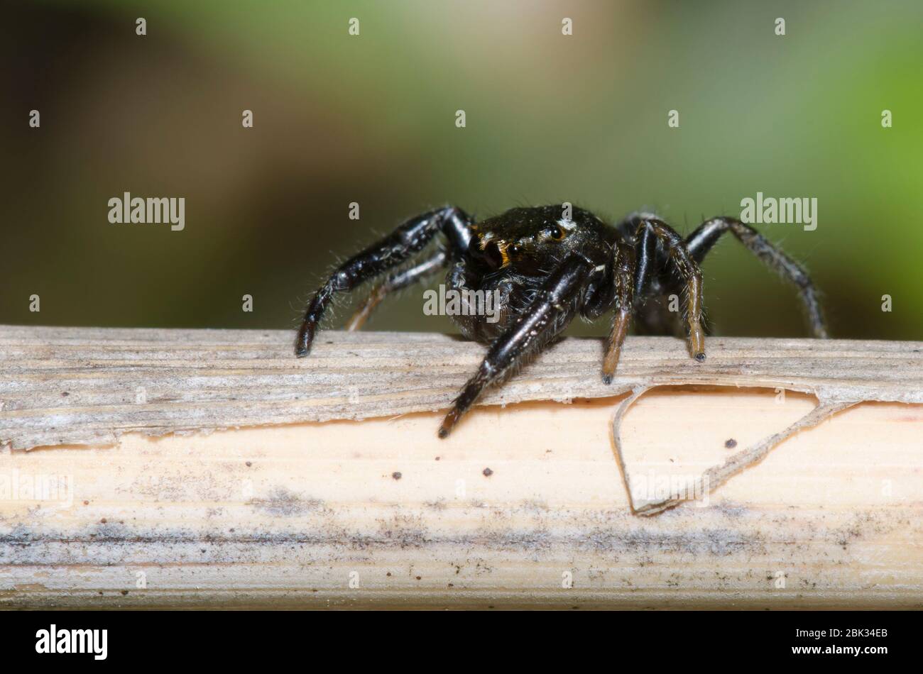 Jumping Spider, Marpissa formosa, male Stock Photo - Alamy