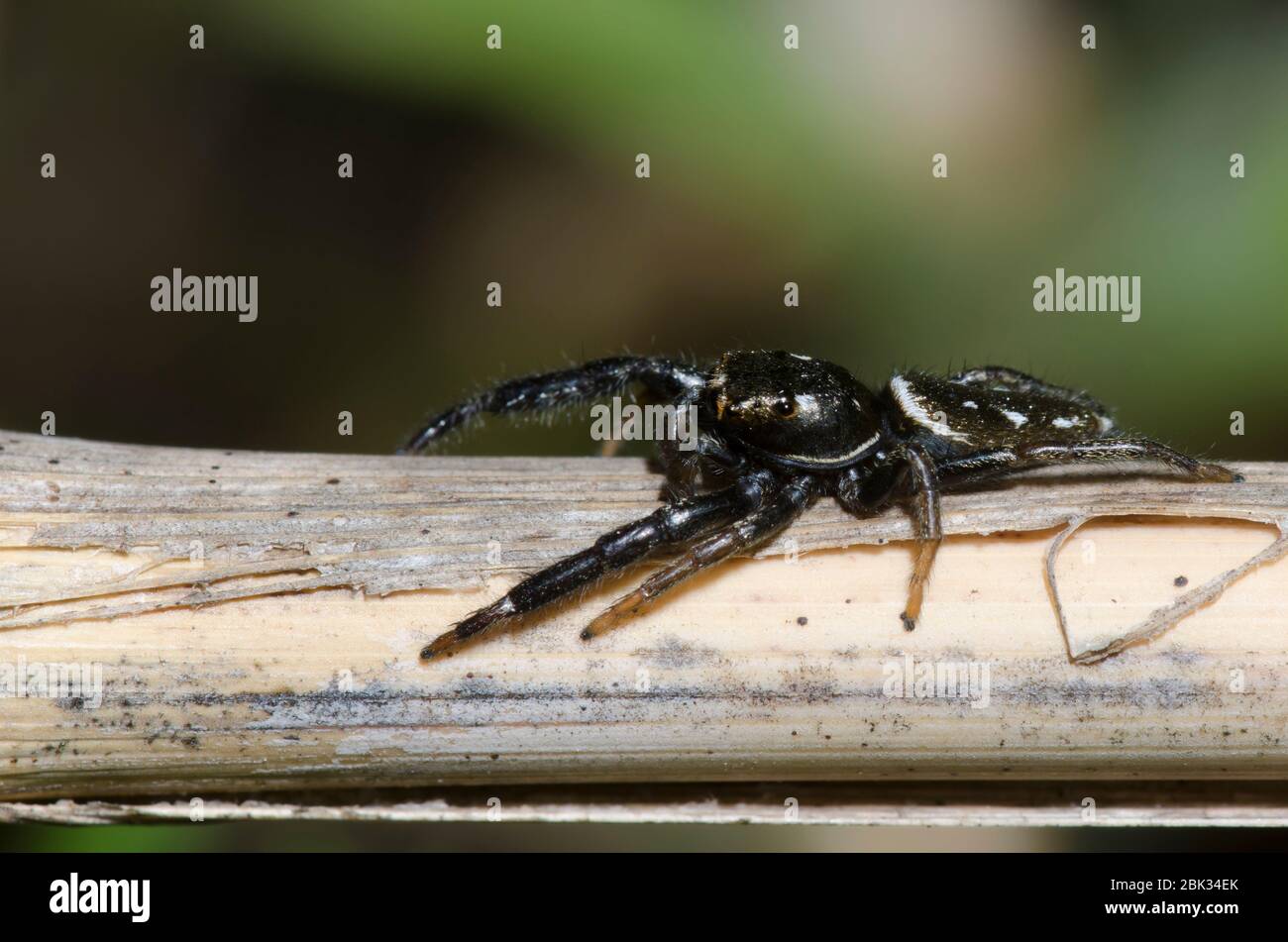 Male spider hi-res stock photography and images - Alamy