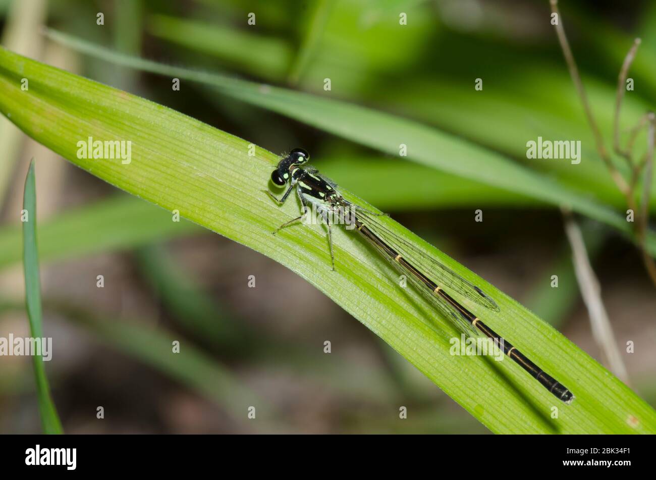 Fragile Forktail, Ischnura posita Stock Photo - Alamy