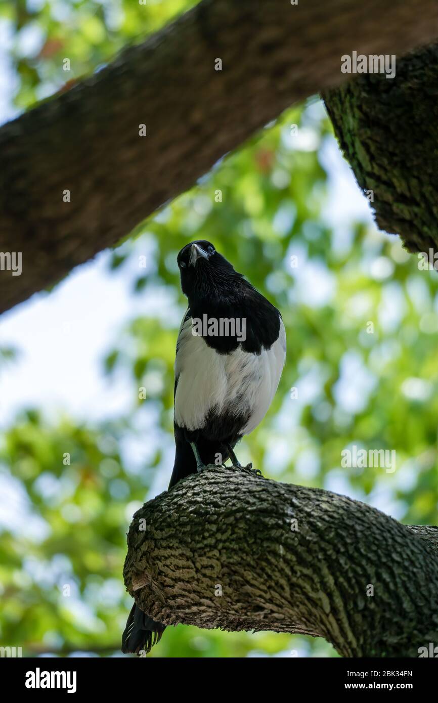 Magpie in spring hi-res stock photography and images - Alamy