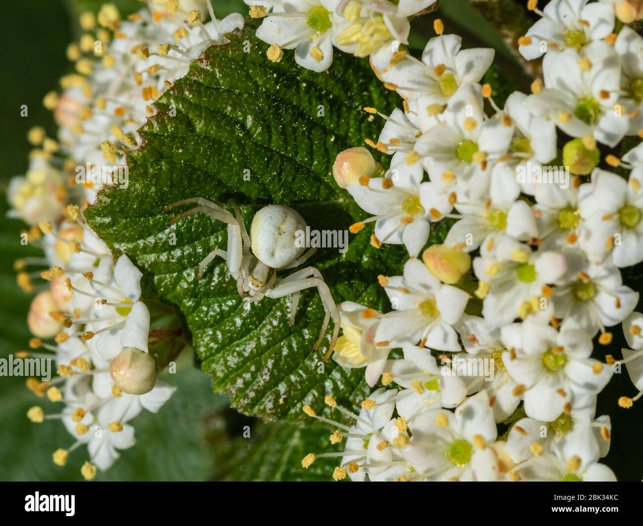 White Crab Spider on a Wayfaring tree. misumena vatia Stock Photo - Alamy