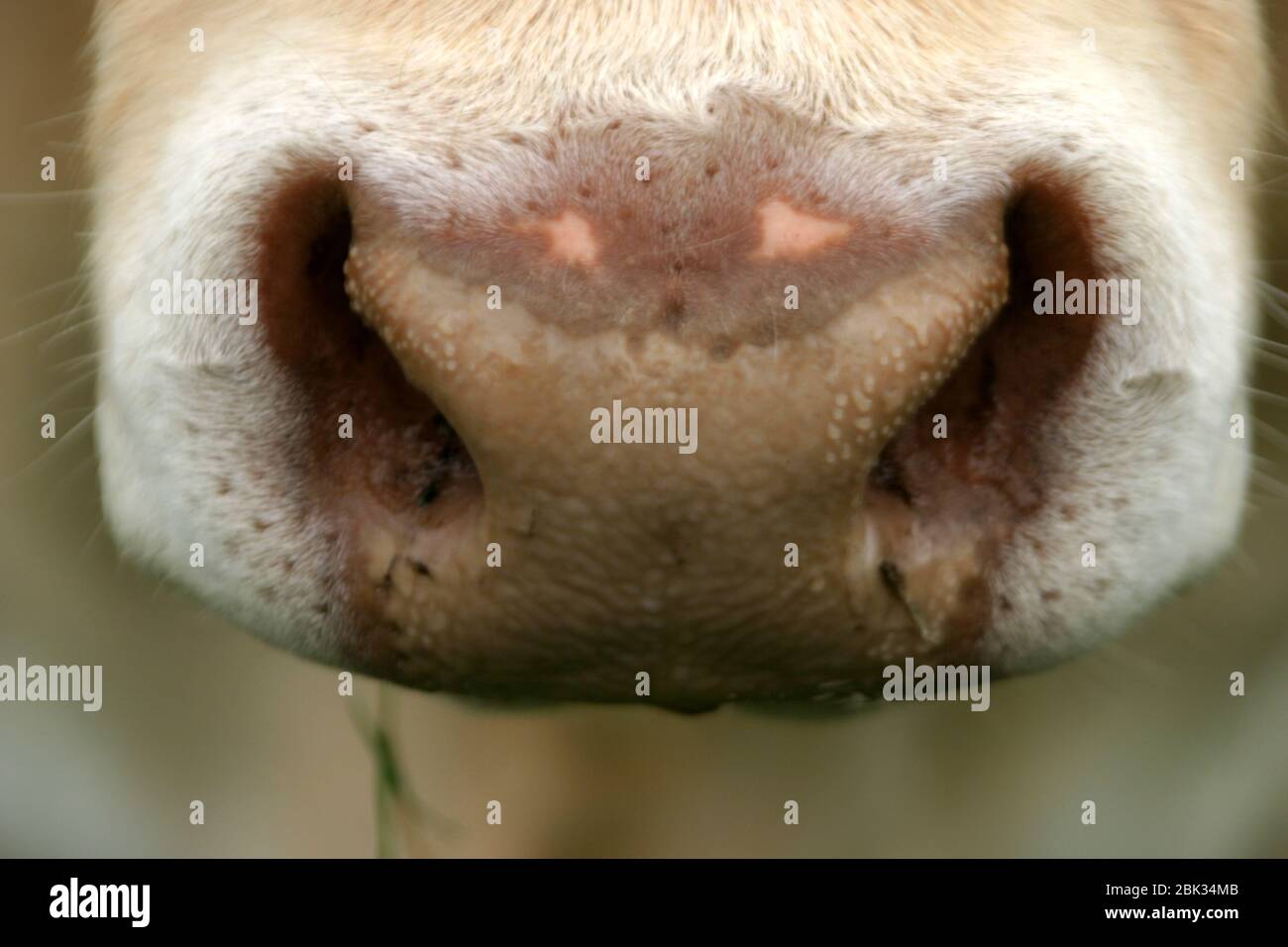 A close up photograph of a cow's nose or snout Stock Photo - Alamy