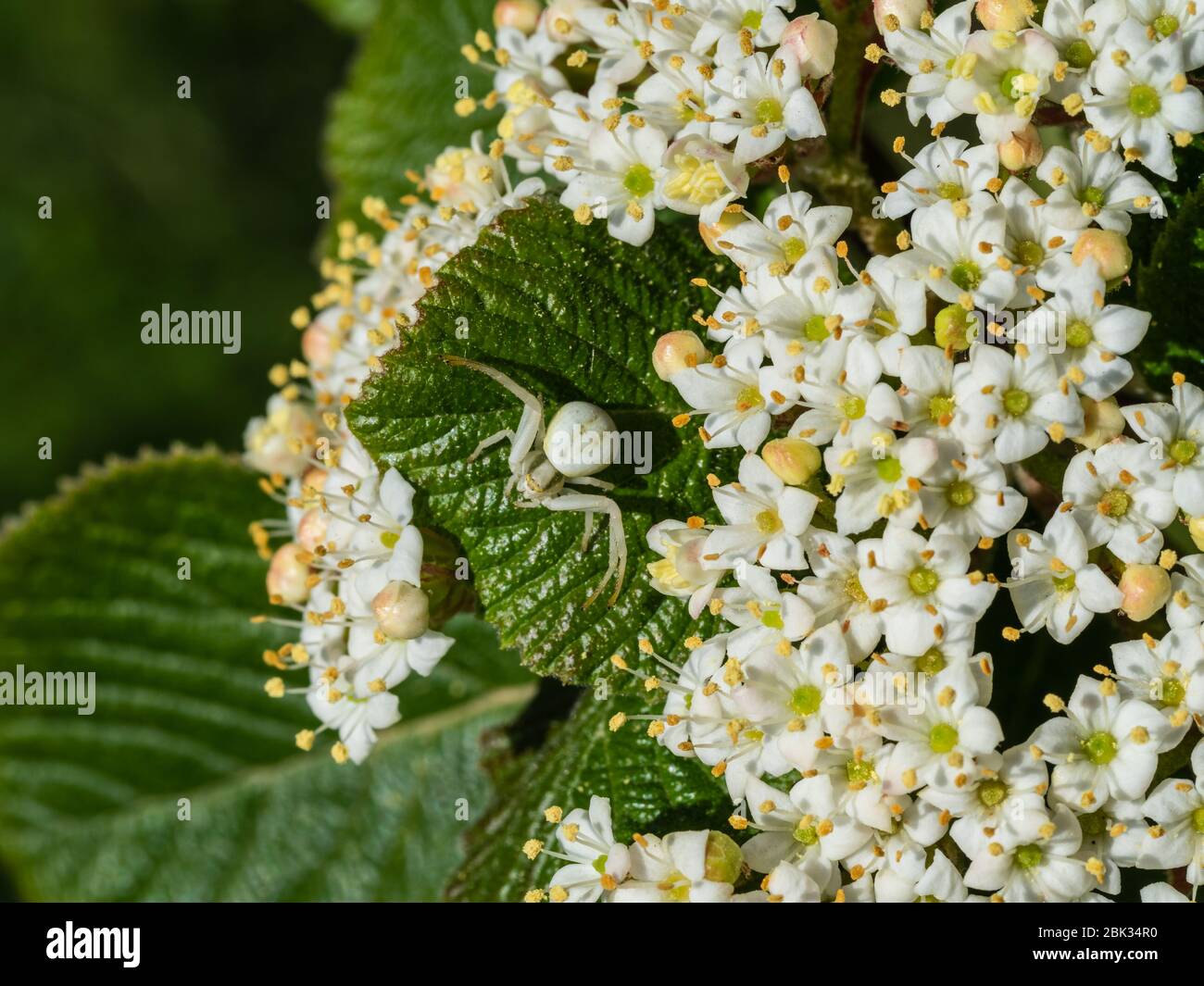 White Crab Spider on a Wayfaring tree. misumena vatia Stock Photo - Alamy