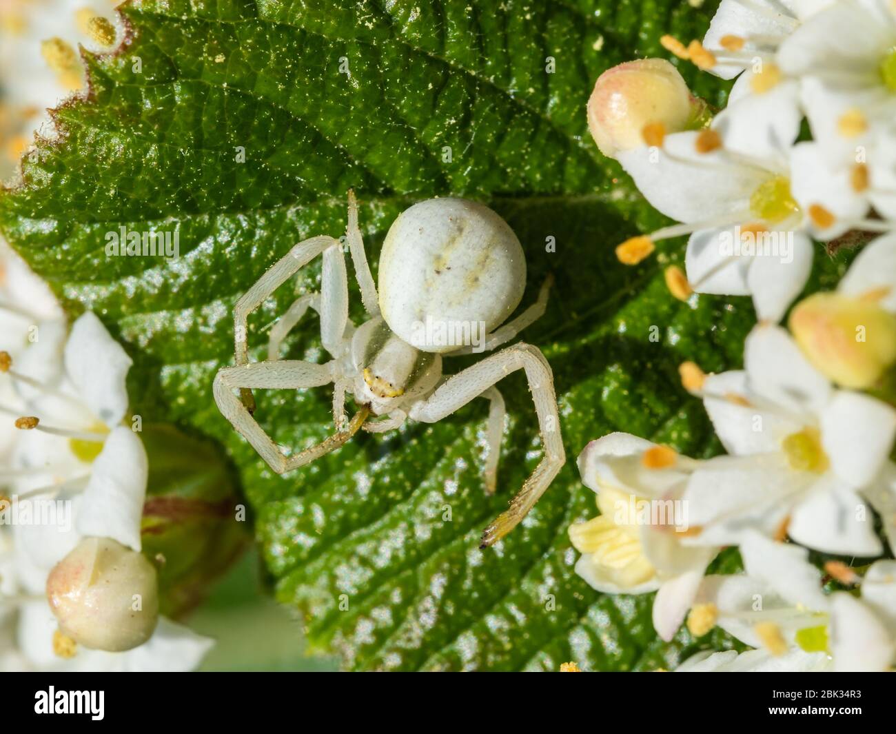 White Crab Spider on a Wayfaring tree. misumena vatia Stock Photo - Alamy