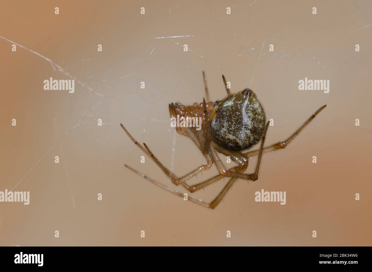 Common House Spider, Parasteatoda tepidariorum Stock Photo - Alamy