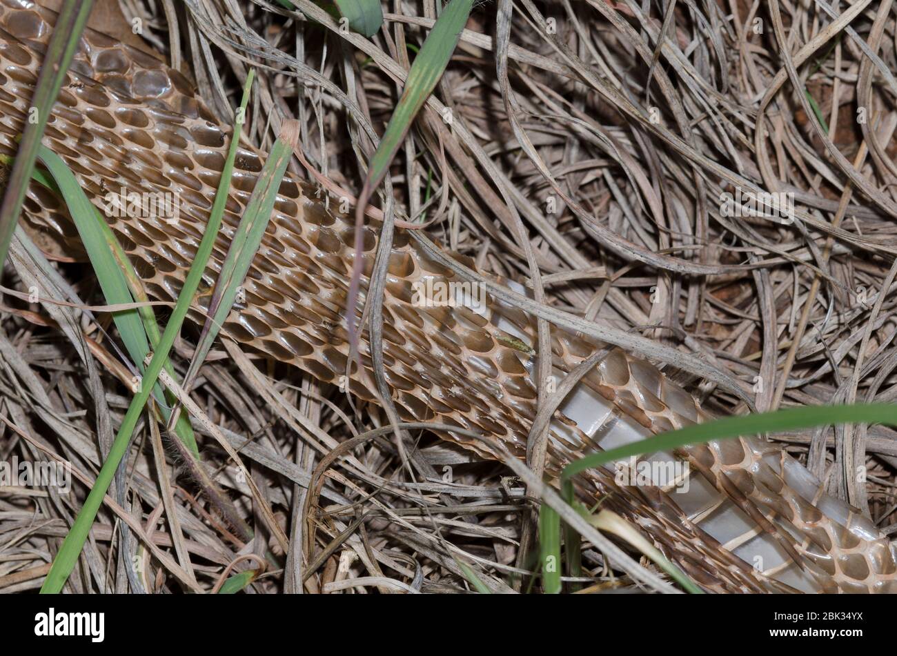 Black Rat Snake, Pantherophis obsoletus, shed skin Stock Photo - Alamy