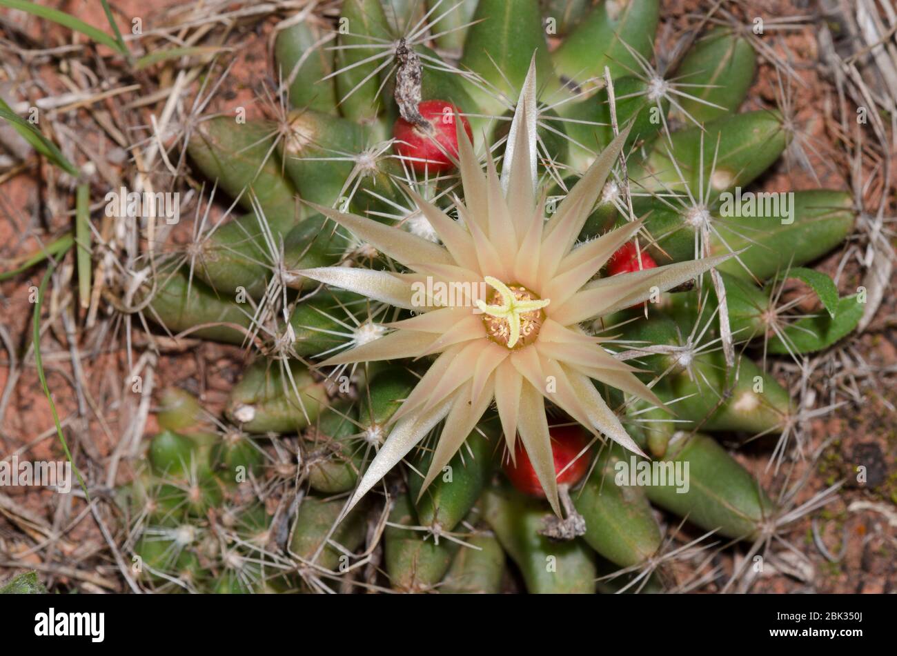Nipple cactus hi-res stock photography and images - Alamy