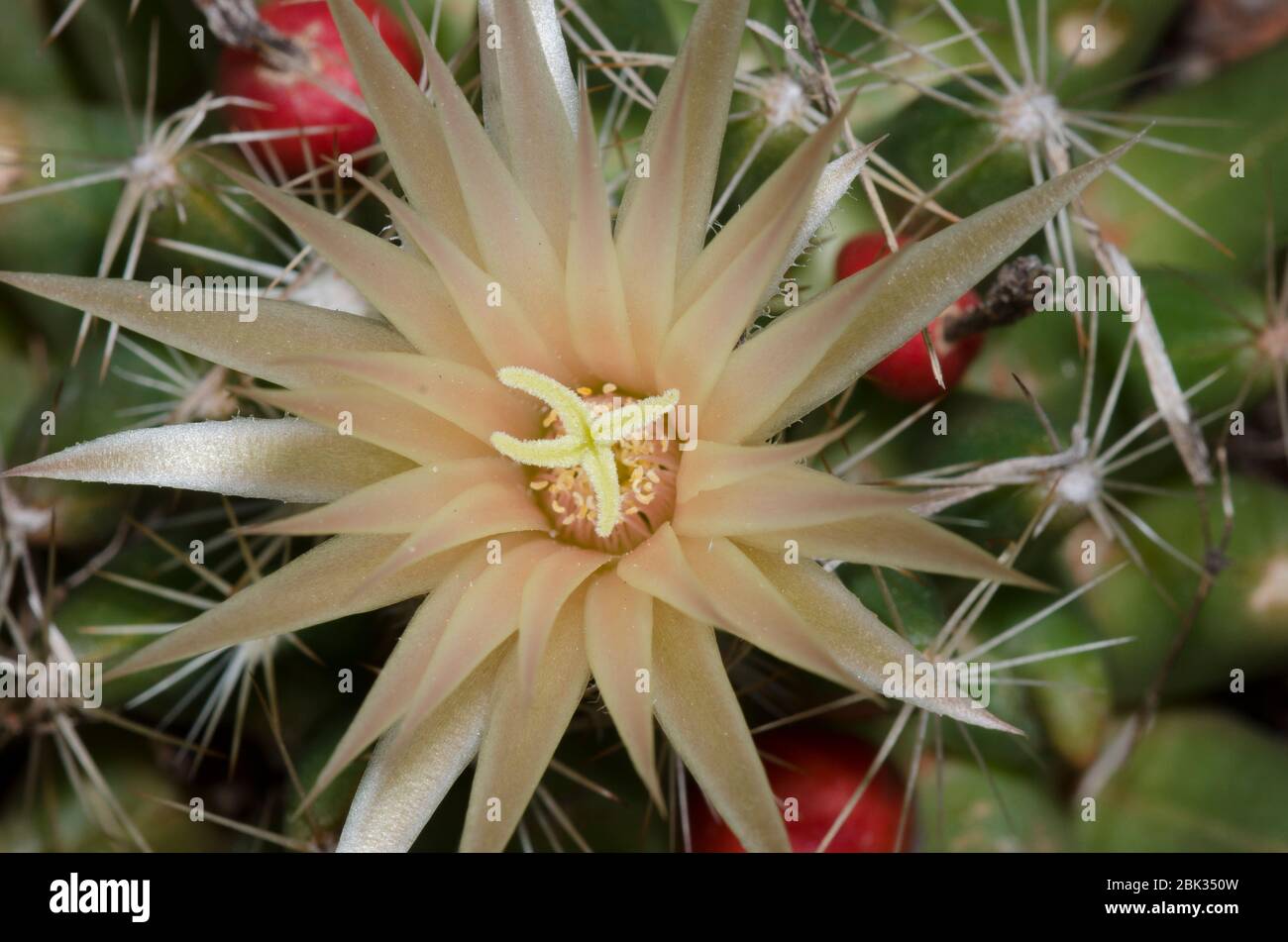 Missouri Foxtail Cactus, Escobaria missouriensis, blossom Stock Photo ...