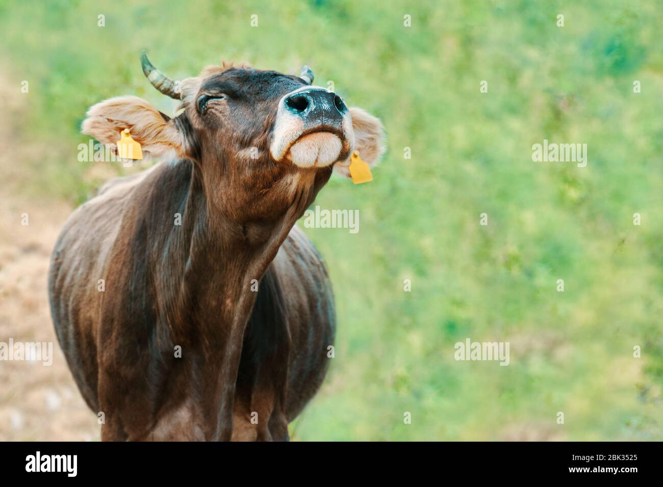 Bully beef hi-res stock photography and images - Alamy
