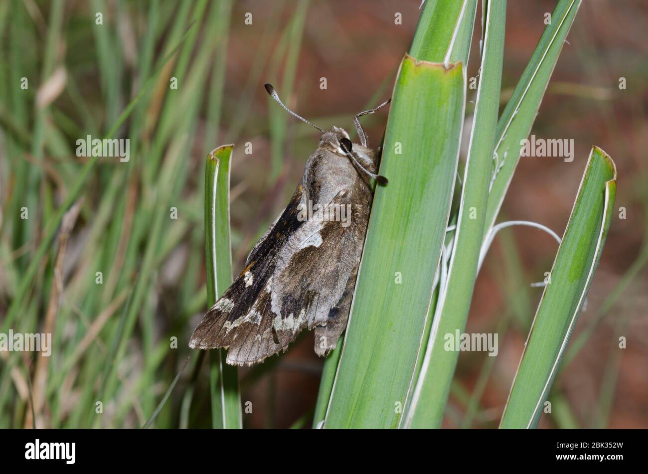 Yucca Giant-Skipper, Megathymus yuccae, male worn and tattered perched ...