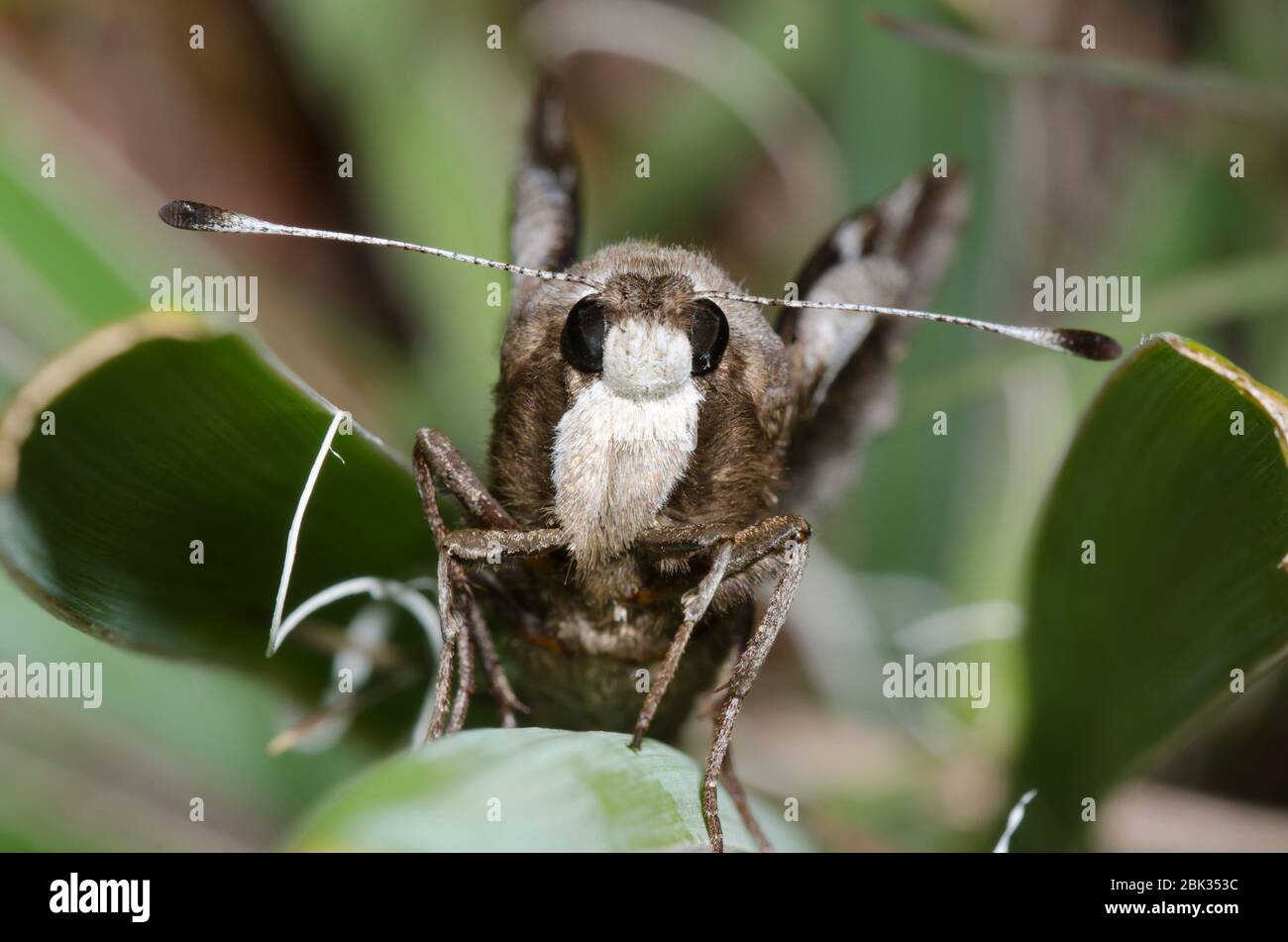 Yucca arkansana hi-res stock photography and images - Alamy