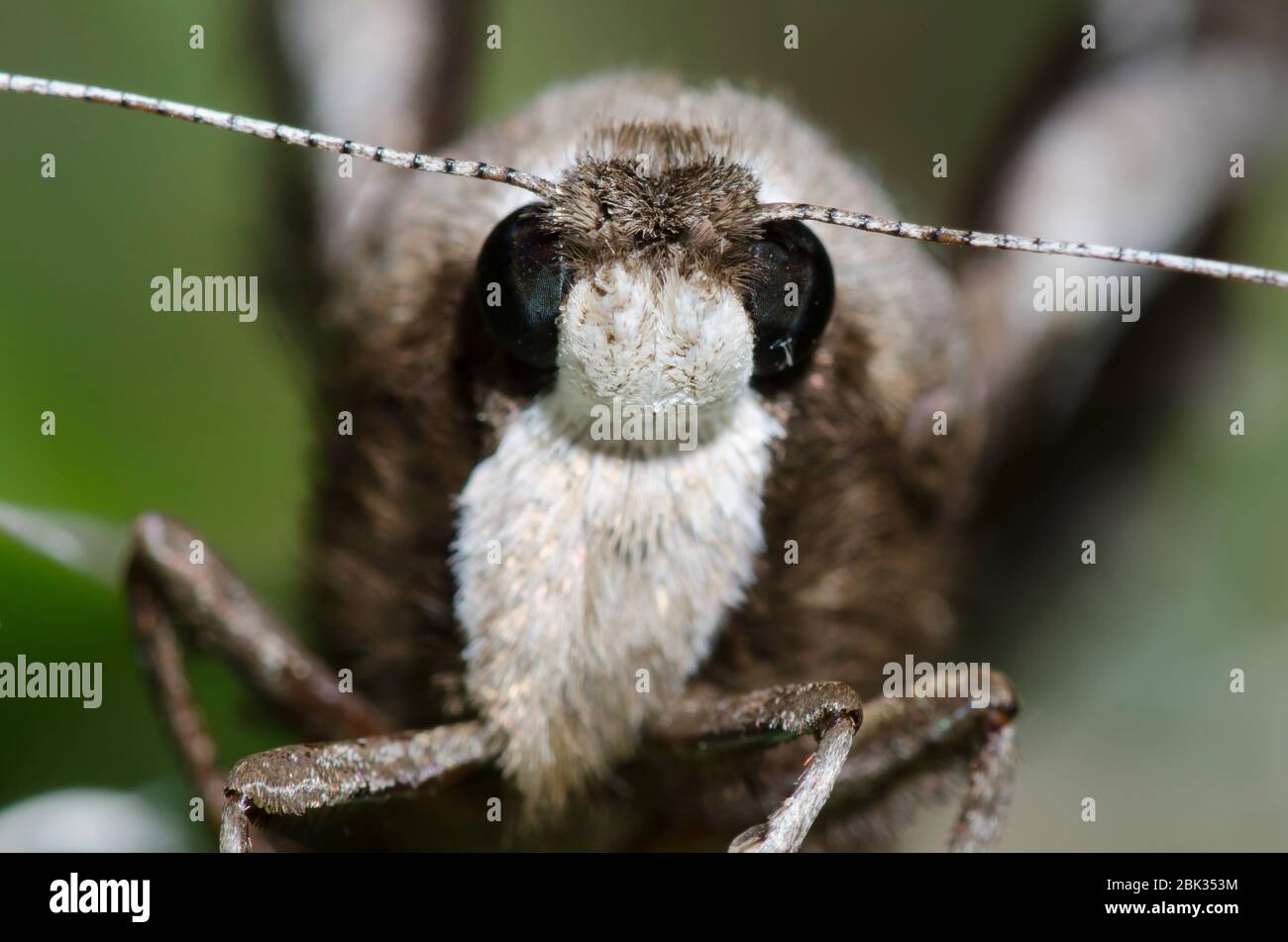 Yucca arkansana hi-res stock photography and images - Alamy