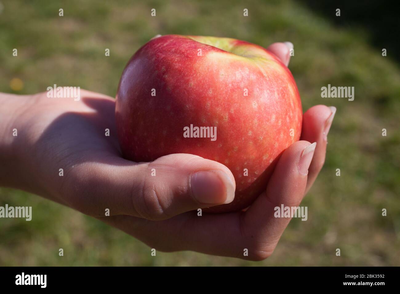 Someone holding up a red apple outside Stock Photo - Alamy